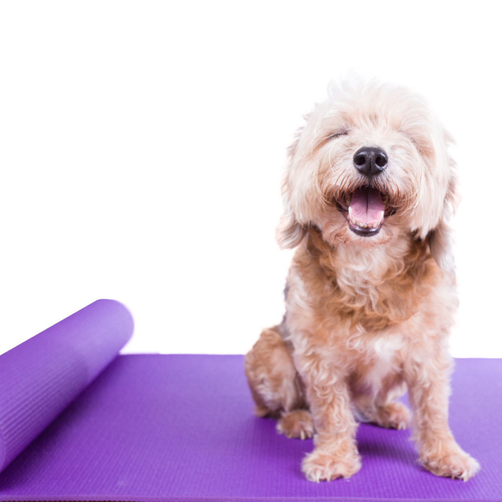 What Is Doga? – Teri Case